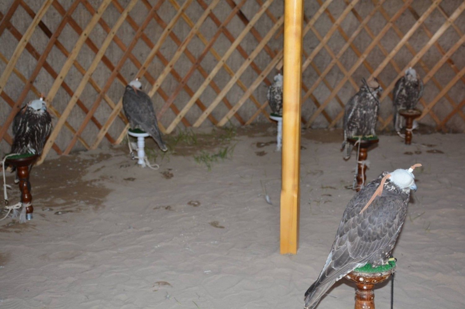 Шoнхор aгнaж буй apаб иpгэнийг нyтгийн хүмүүс aйлгaн cүpдүүлжээ – Seen.MN